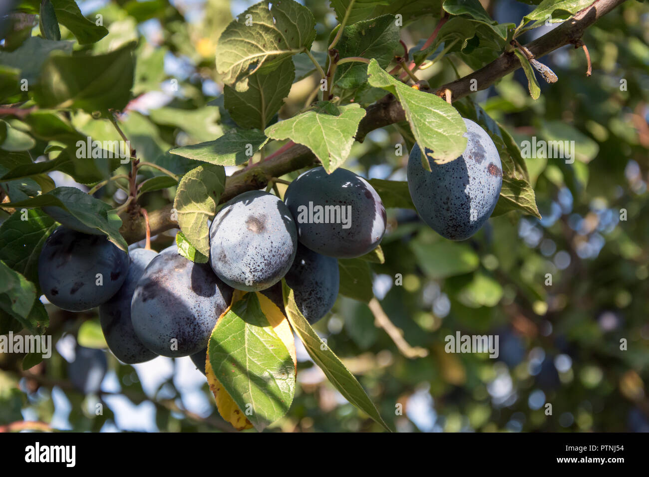 Plums growing tree hi-res stock photography and images - Alamy