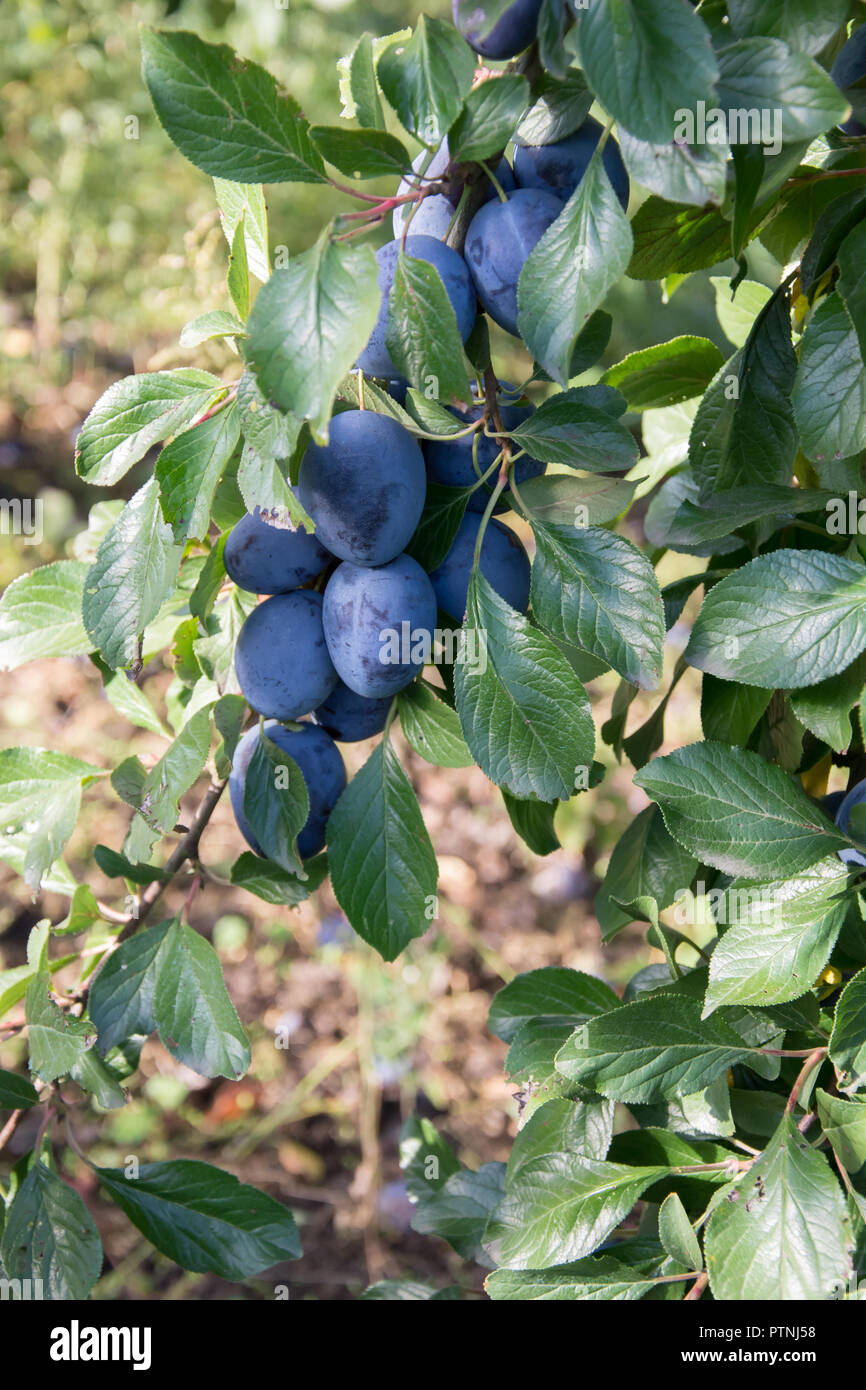 Cluster of ripe blue common plums growing on a branch of a plum tree ...