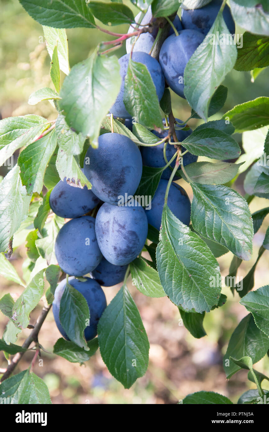 Cluster of ripe blue common plums growing on a branch of a plum tree ...