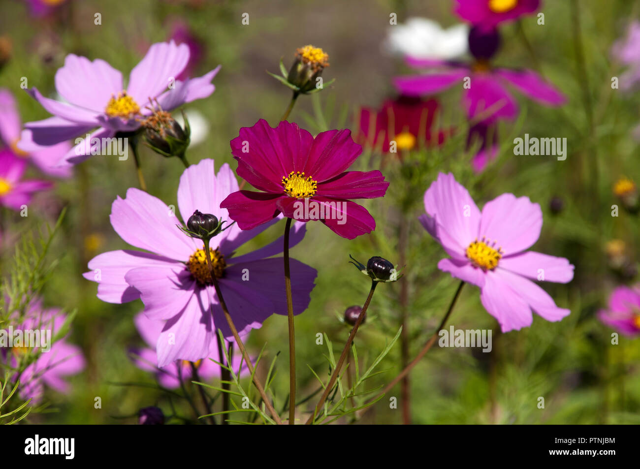 Sydney Australia, colorful cosmos wildflower in meadow Stock Photo - Alamy
