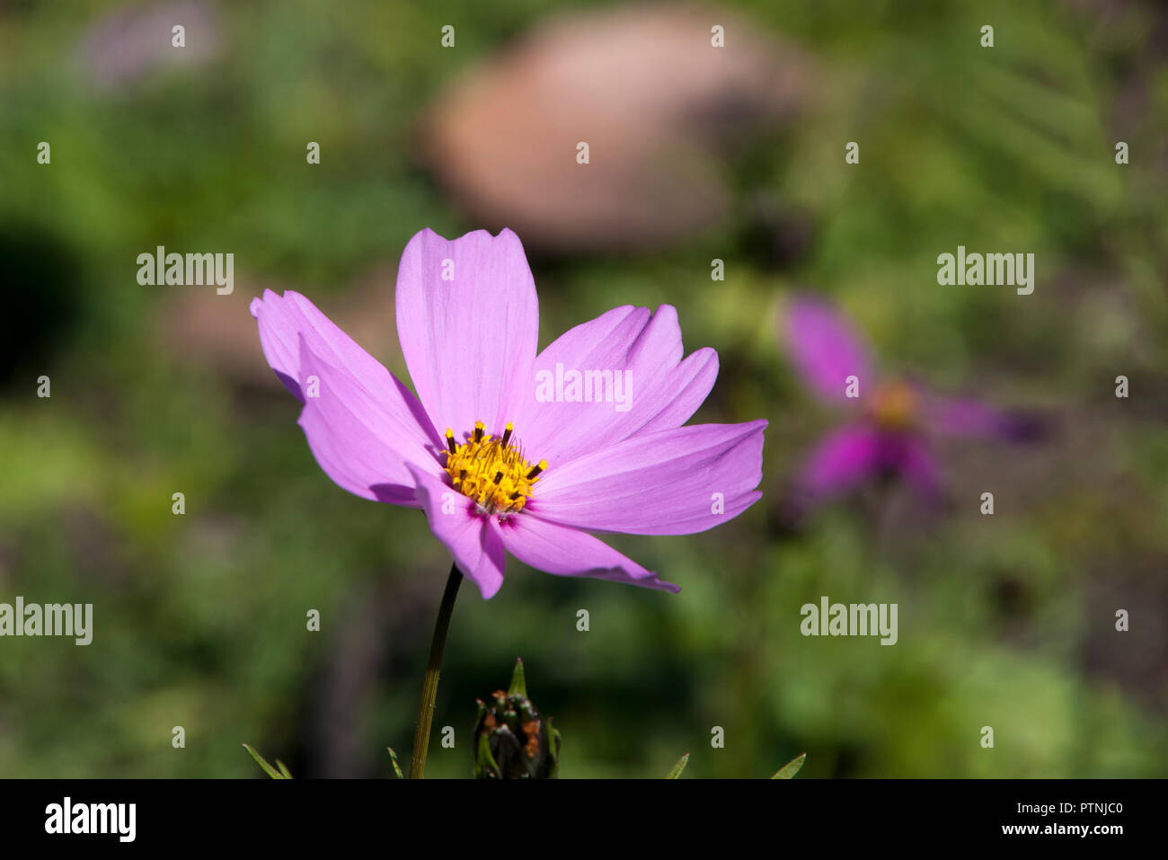 Sydney Australia, mauve cosmos wildflower in meadow Stock Photo - Alamy