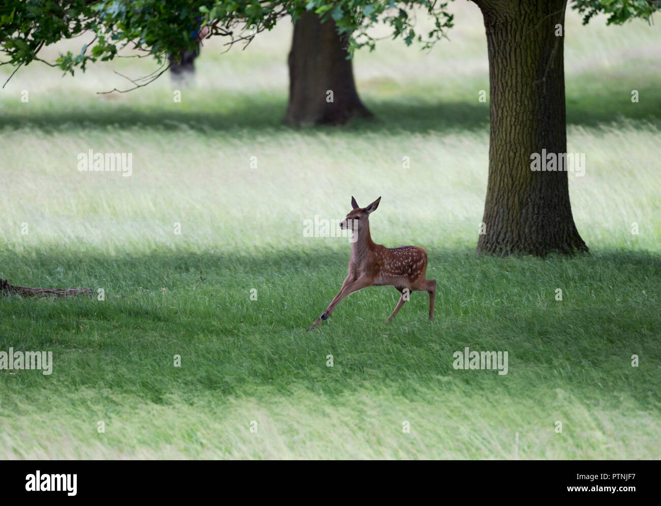 Fallow Deer fawn running Richmond Park UK Stock Photo - Alamy