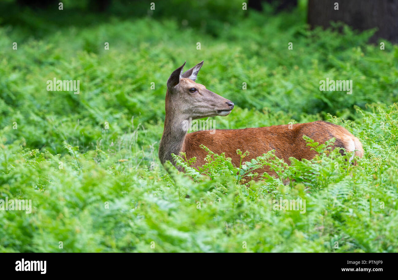 Uk red deer female hi-res stock photography and images - Alamy