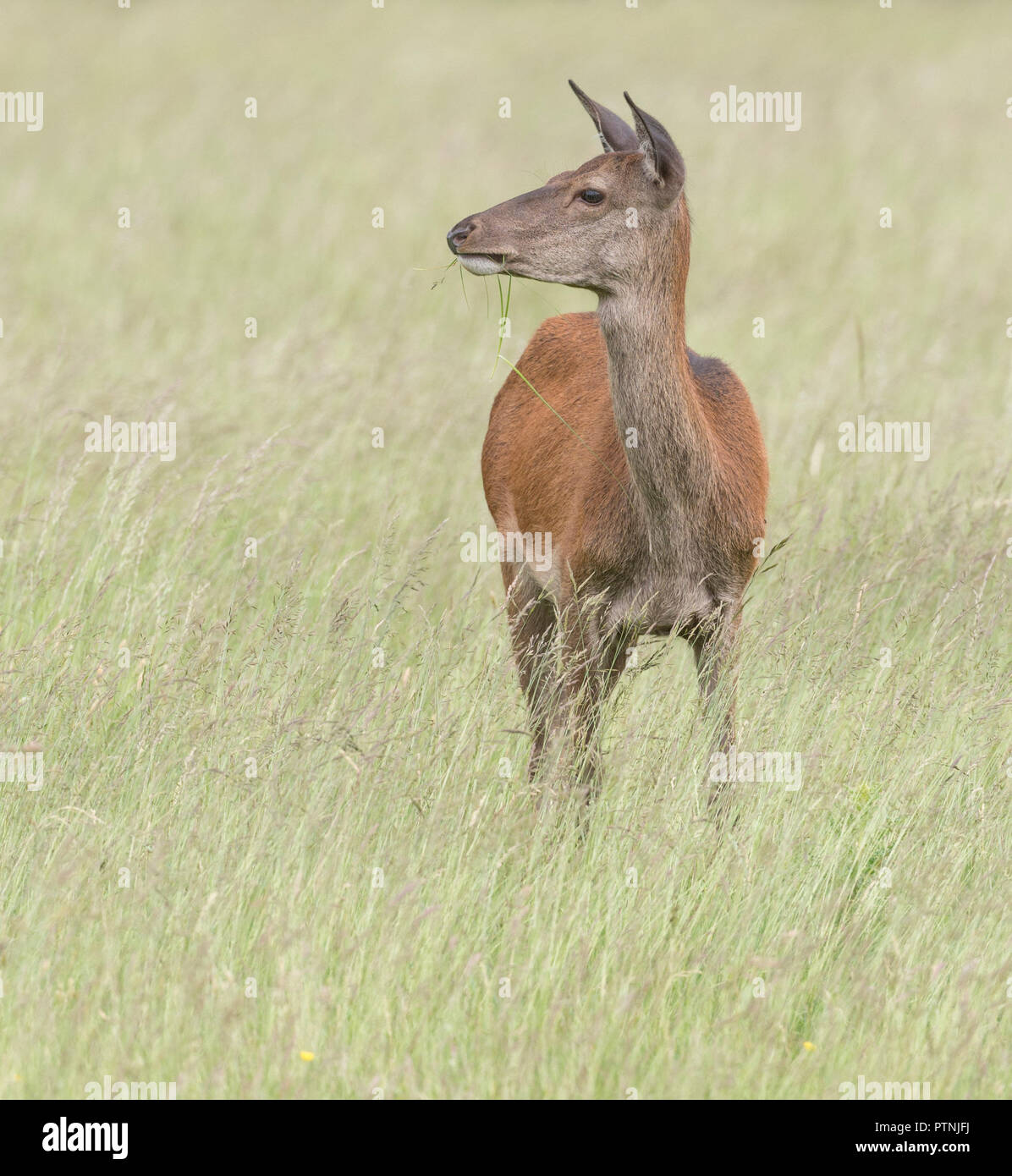 Female Red Deer Doe Richmond Park UK Stock Photo - Alamy