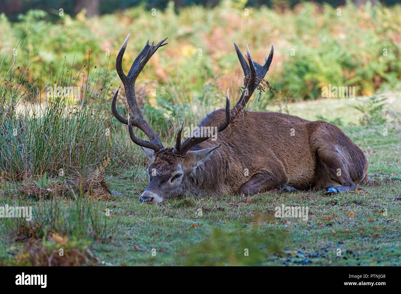 Adult Red Deer Stag resting Richmond Park UK Stock Photo - Alamy