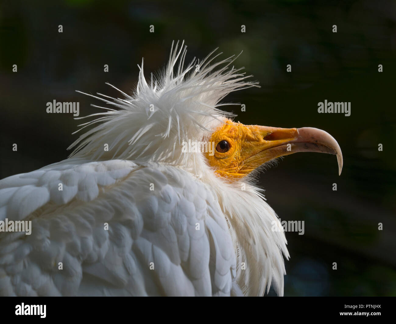 Egyptian vulture Neophron percnopterus Portrait Stock Photo - Alamy