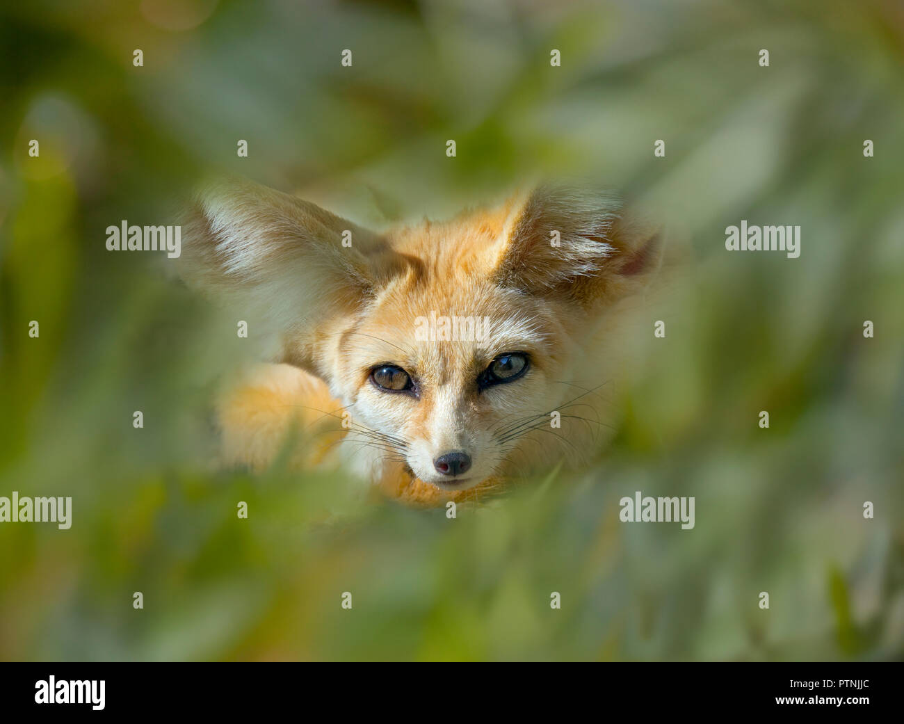 Fennec fox Vulpes zerda sleeping Captive photograph Stock Photo - Alamy