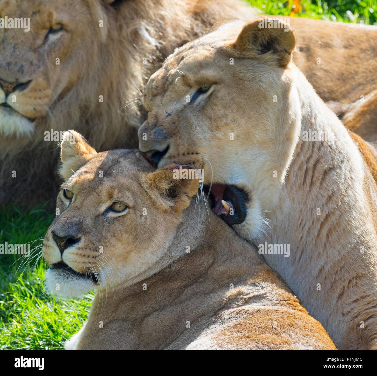 Adult male lion hi-res stock photography and images - Alamy