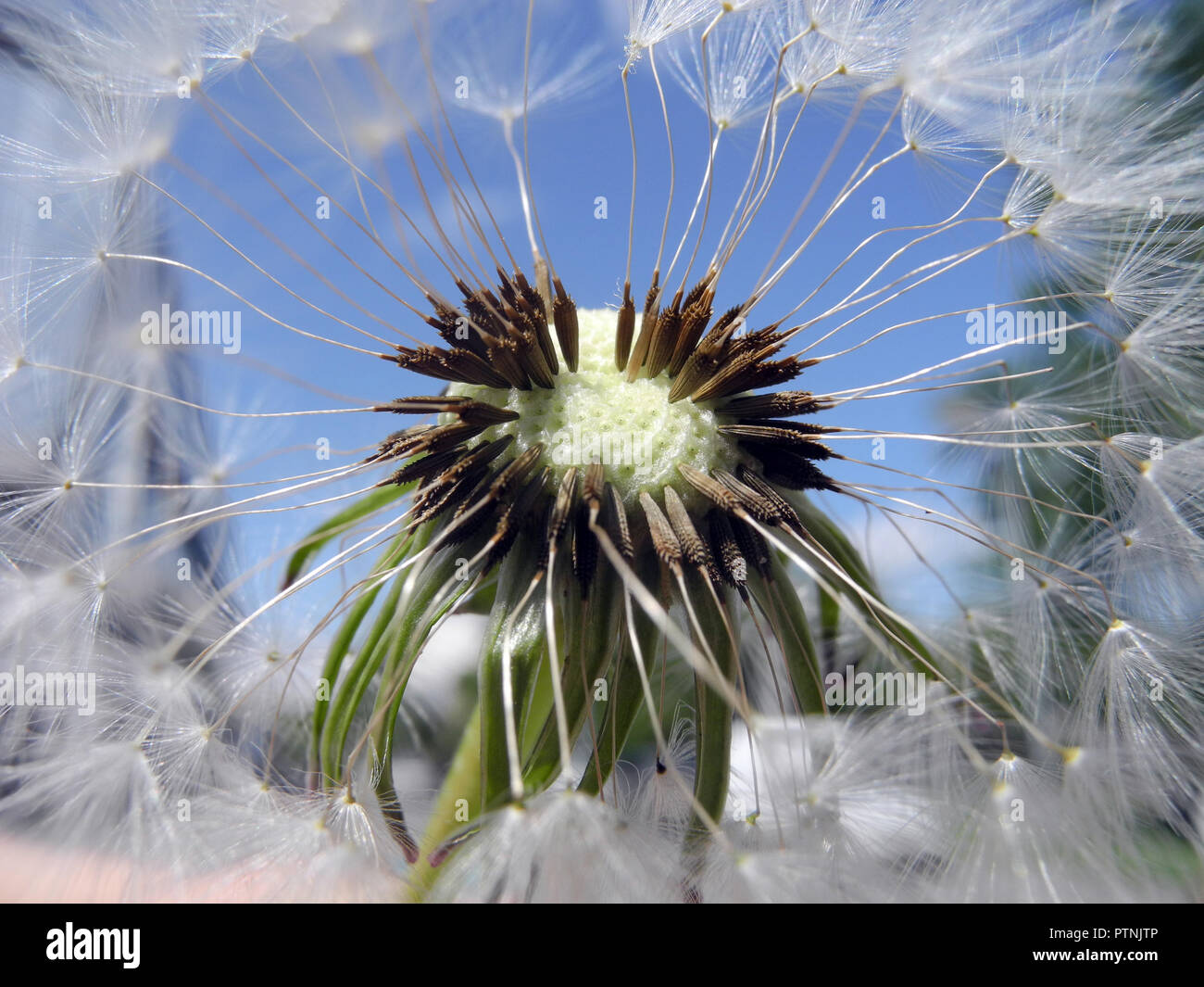 Dandelion seeds flying sunset hi-res stock photography and images - Alamy