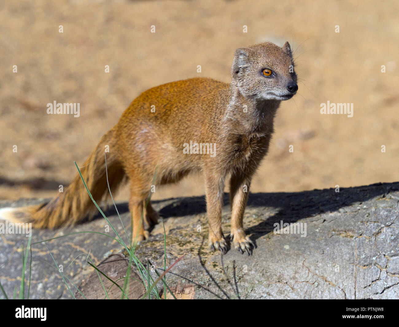 Yellow mongoose Cynictis penicillata Stock Photo - Alamy