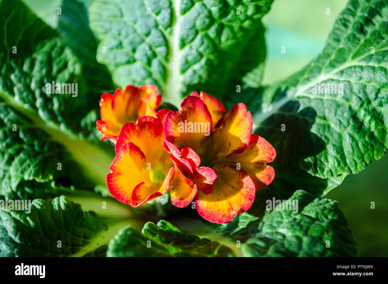 Blossoming flowers of orange violet with with red border with leaves ...