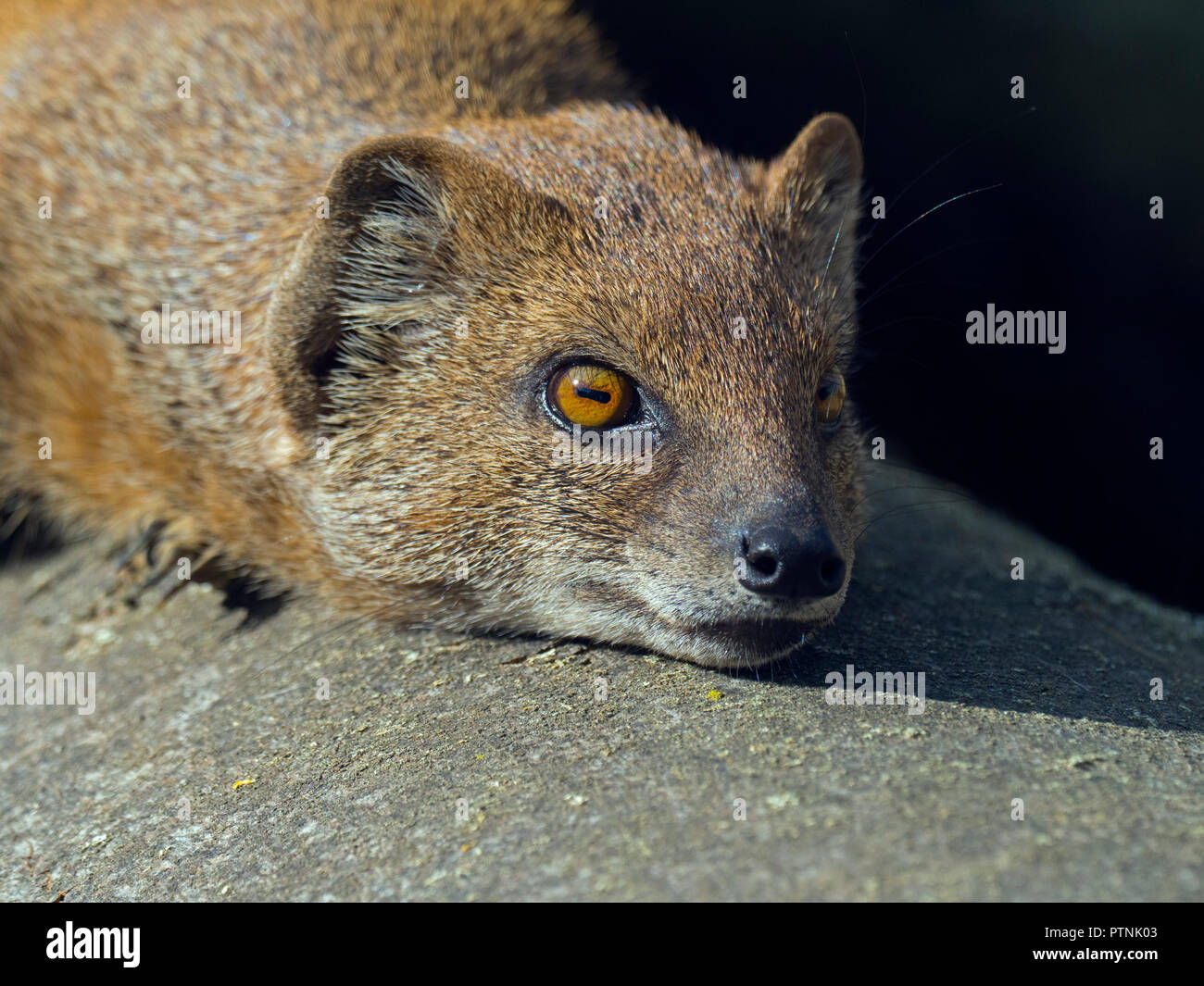 Yellow mongoose Cynictis penicillata sun bathing Captive Portrait Stock ...