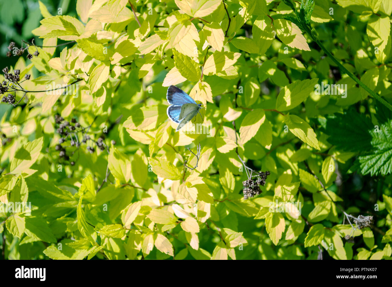 Butterfly bush ‘adonis blue’ hi-res stock photography and images - Alamy