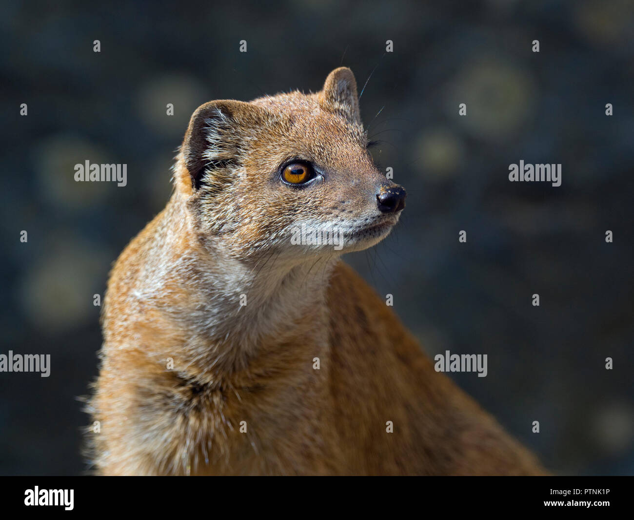 Yellow mongoose Cynictis penicillata Stock Photo - Alamy