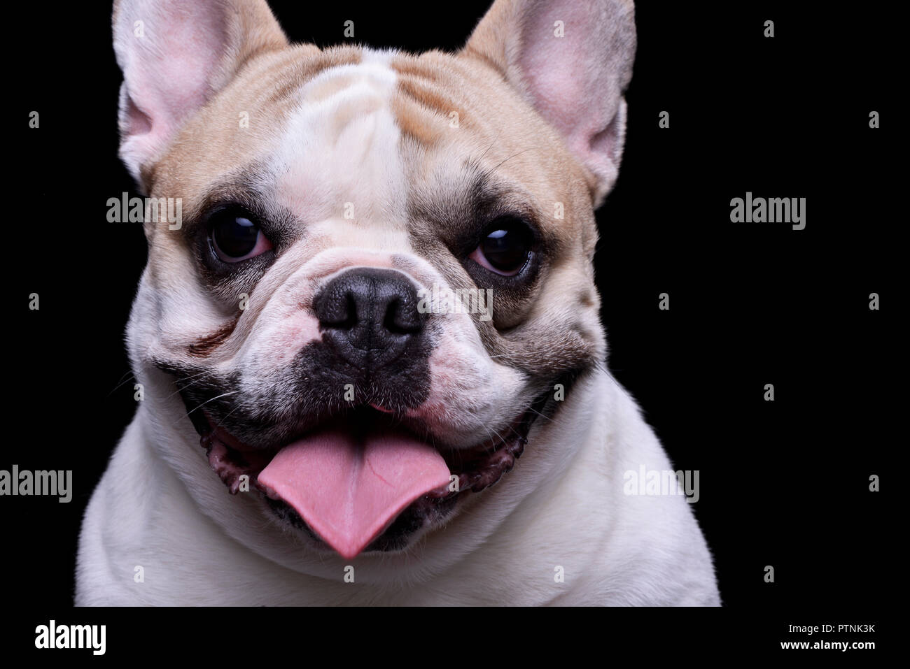 Portrait of an adorable French bulldog - studio shot, isolated on black ...