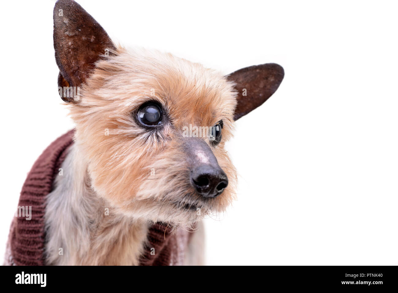 Portrait of a blind Yorkshire terrier - studio shot, isolated on white ...