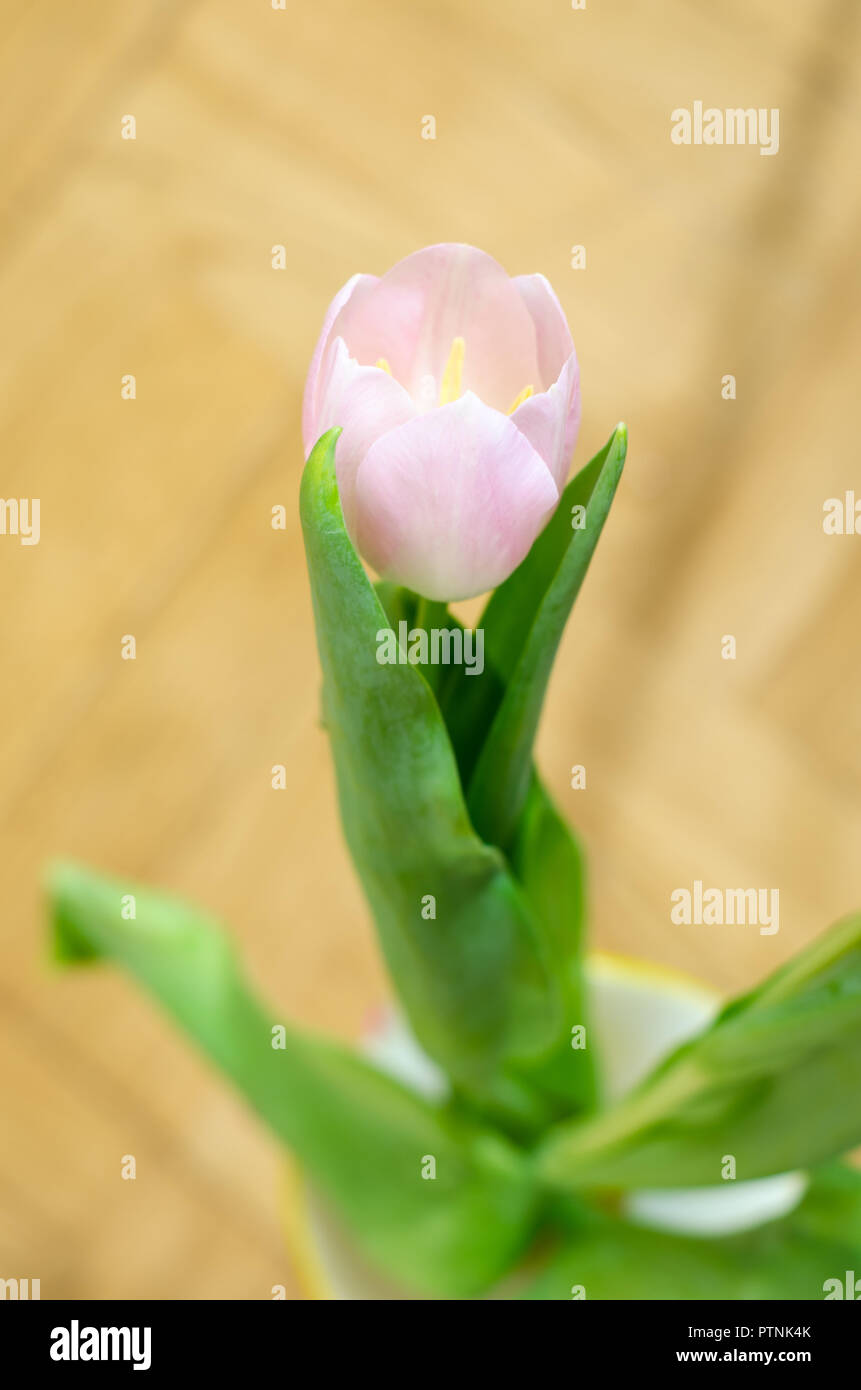 Single pink tulip on yellow background Stock Photo - Alamy