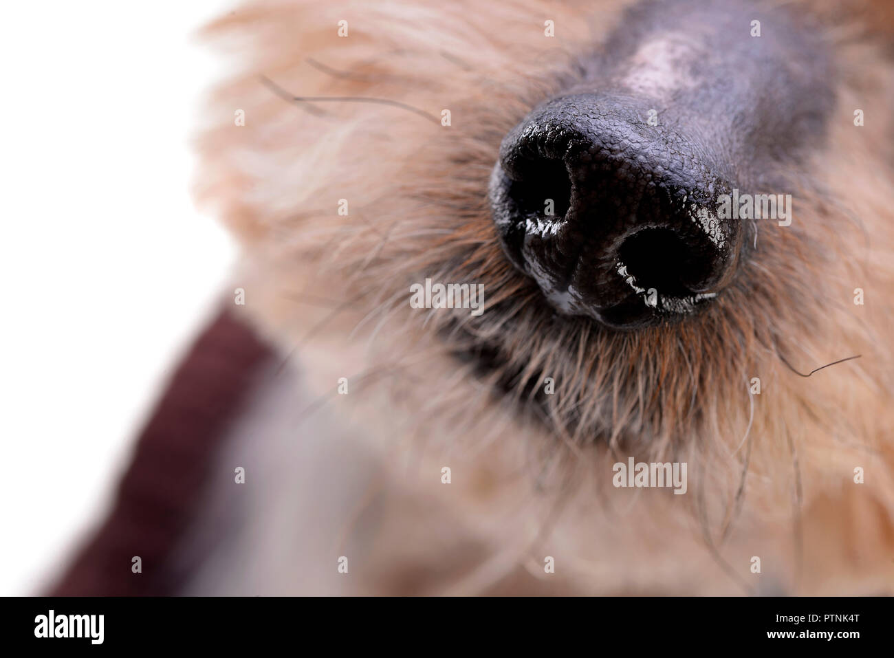 Terriers nose hi-res stock photography and images - Alamy
