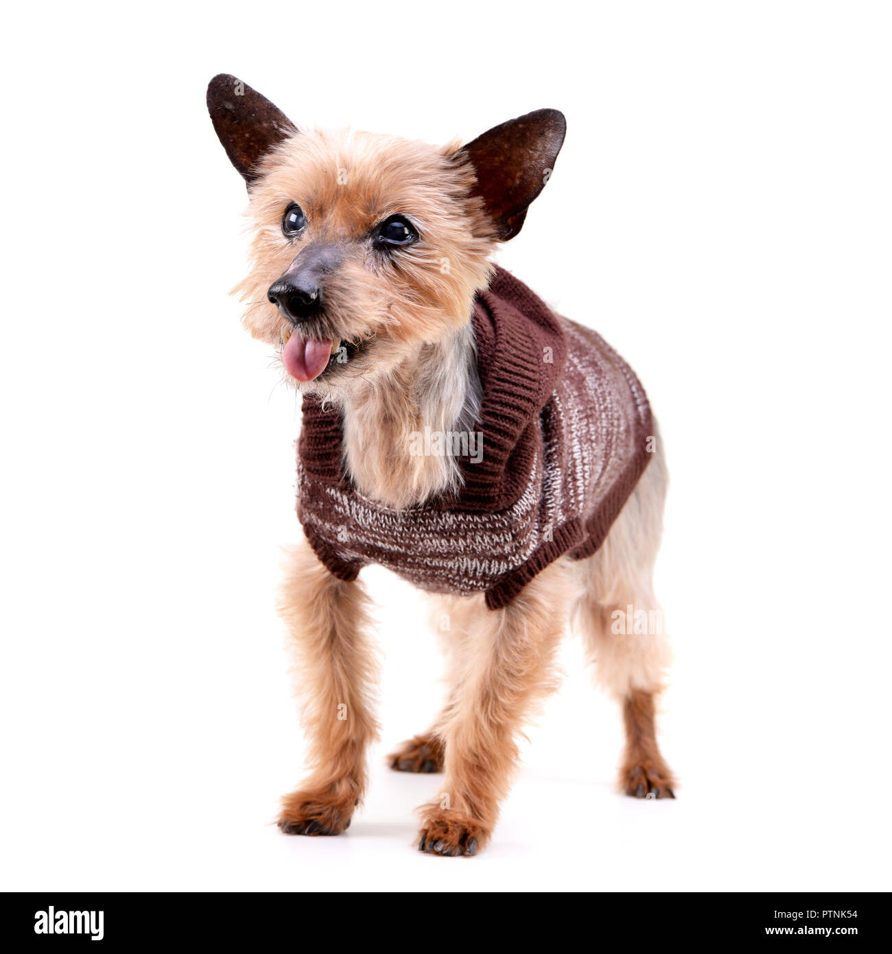 Yorkshire terrier standing Cut Out Stock Images & Pictures - Alamy