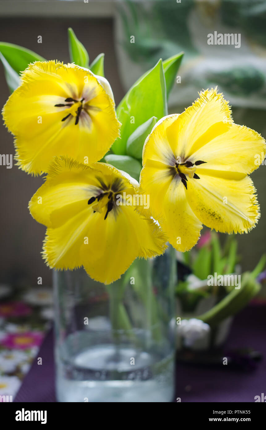 Yellow three tulips on houme background Stock Photo - Alamy