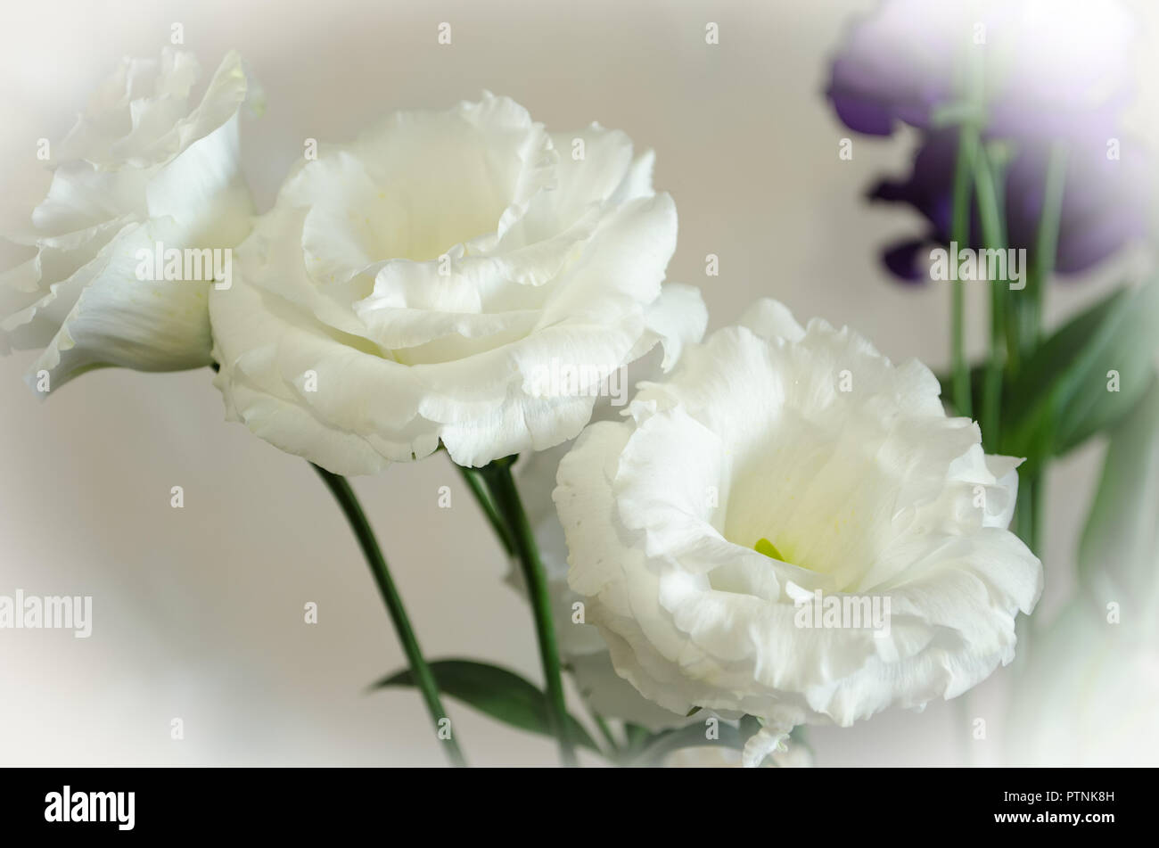 Leaf eustoma flowers close hi-res stock photography and images - Alamy