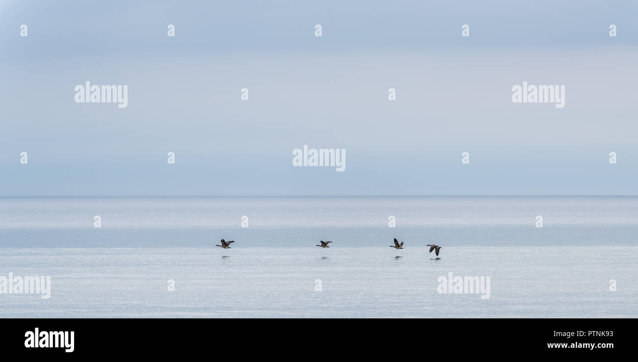 Birds flying low over water hi-res stock photography and images - Alamy