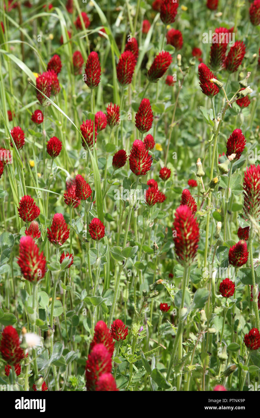 Wild flowers, Red Clover Stock Photo - Alamy