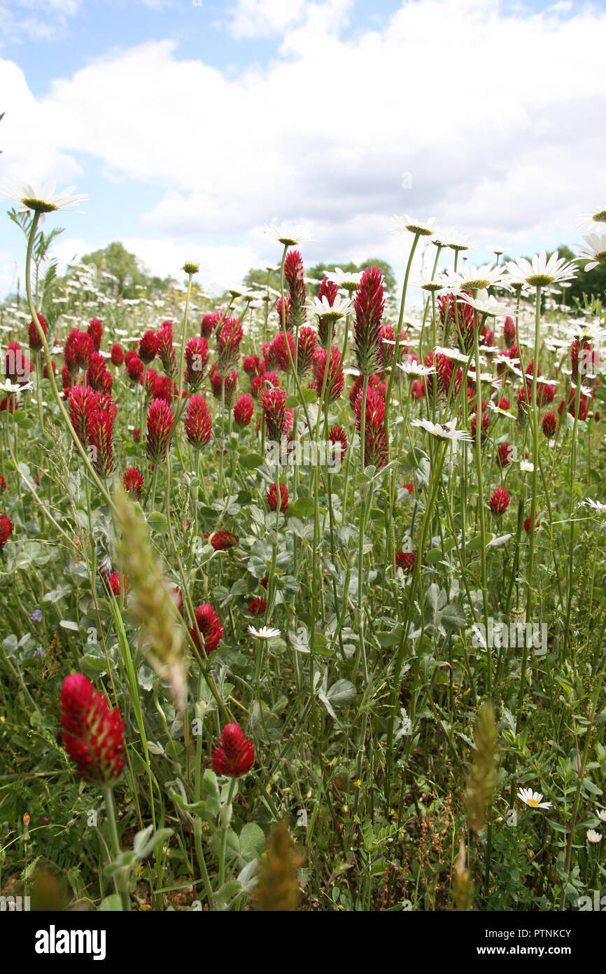 Wild flowers, Red Clover Stock Photo - Alamy