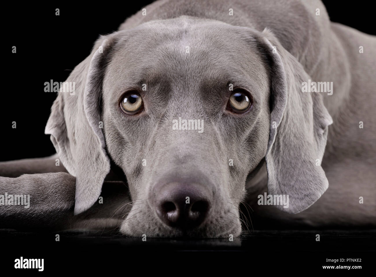 Sad weimaraner dog hi-res stock photography and images - Alamy
