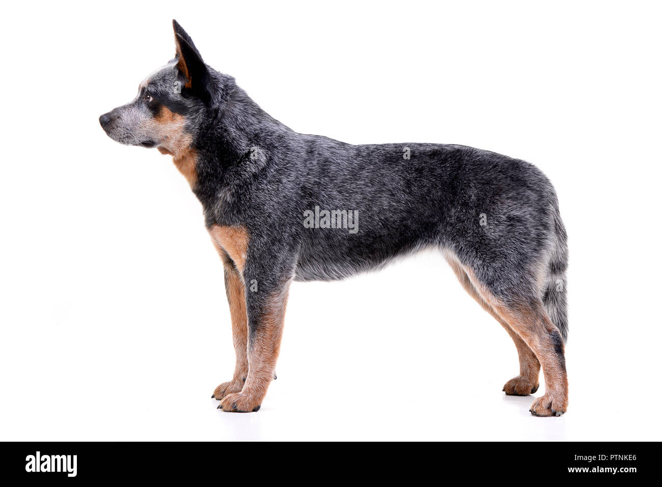 Tail of cattle Cut Out Stock Images & Pictures - Alamy