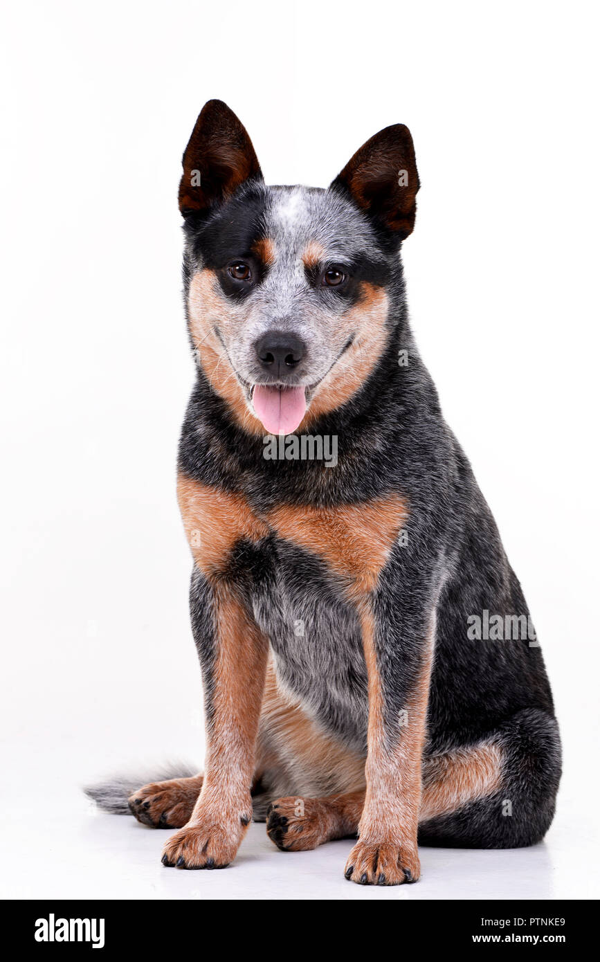 Australian cattle dog hi-res stock photography and images - Alamy
