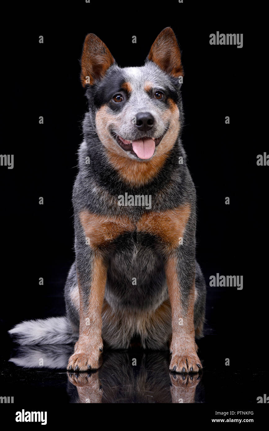 Australian cattle dog sitting hi-res stock photography and images - Alamy