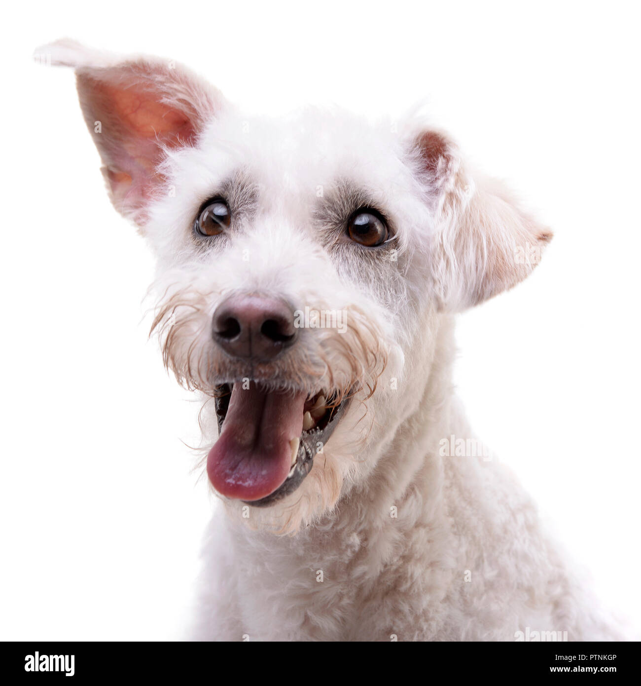 Portrait of an adorable mixed breed dog - studio shot, isolated on ...