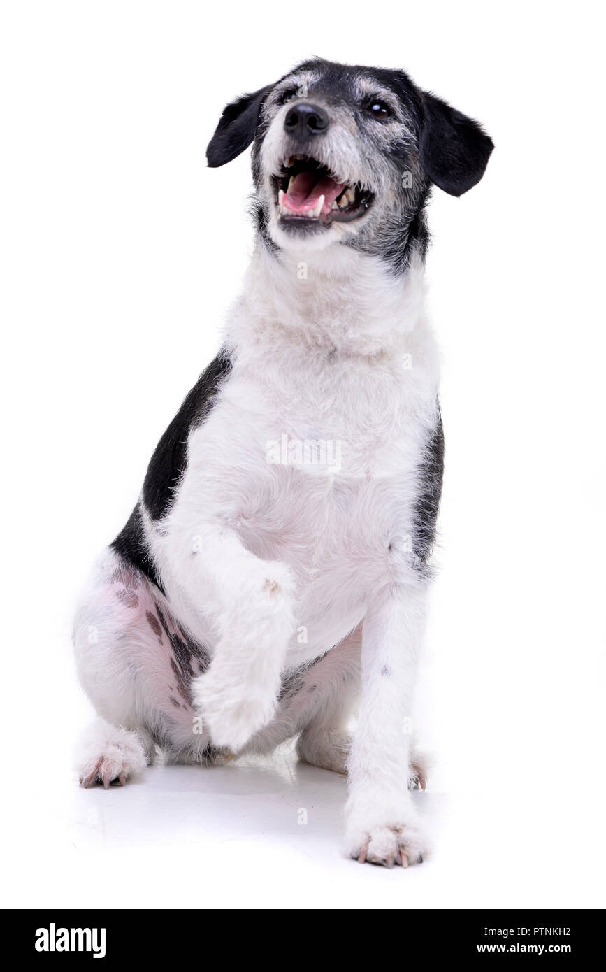 Studio shot of an adorable mixed breed dog sitting on white background ...