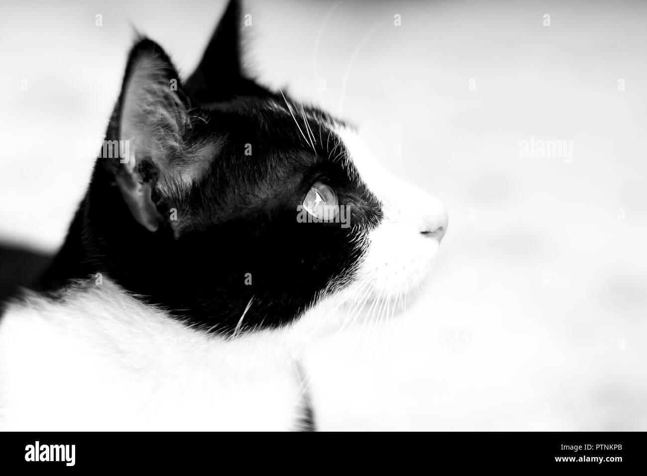 Owl and cat Black and White Stock Photos & Images - Alamy