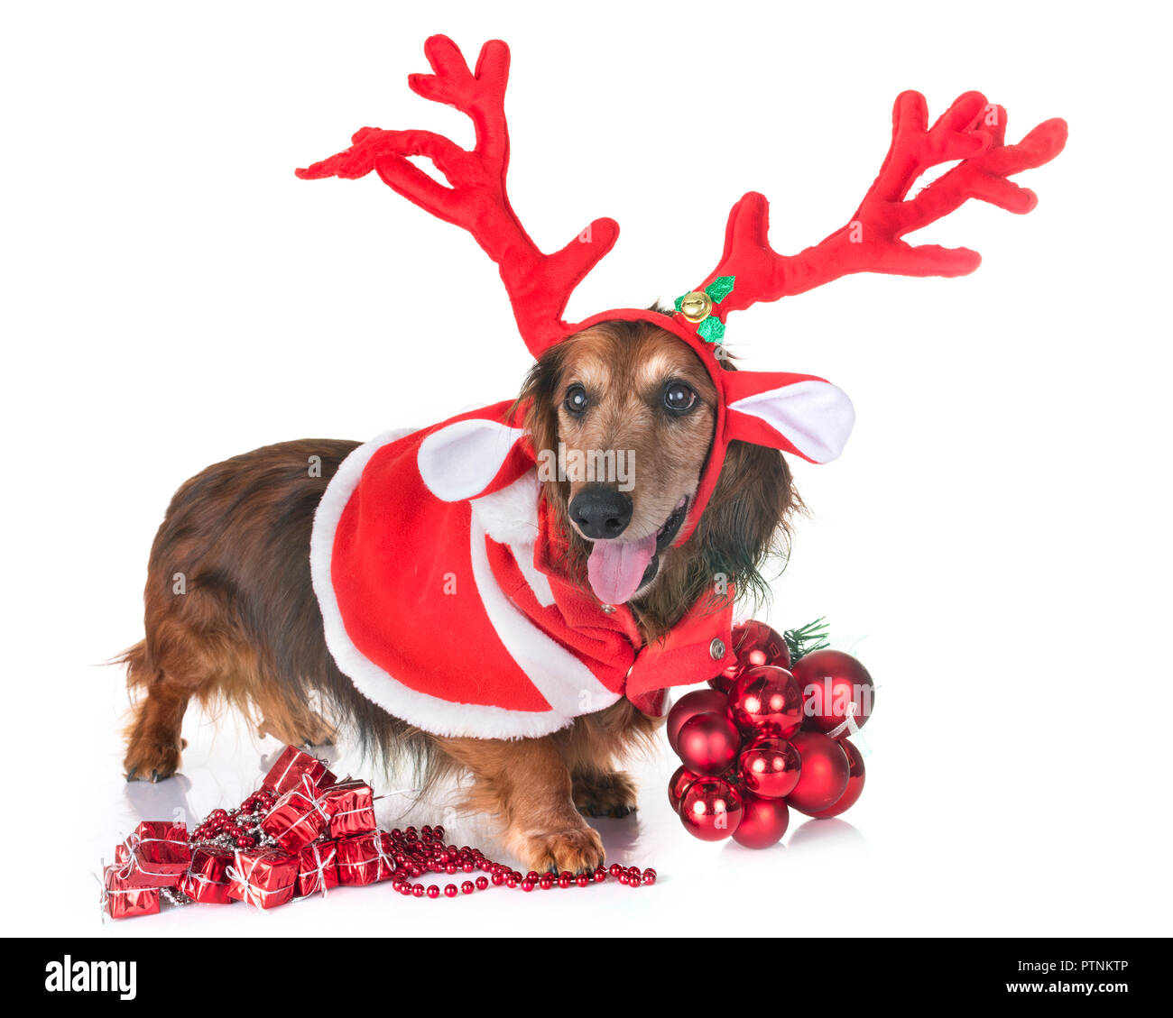 Dachshund dog in santa claus hi-res stock photography and images - Alamy