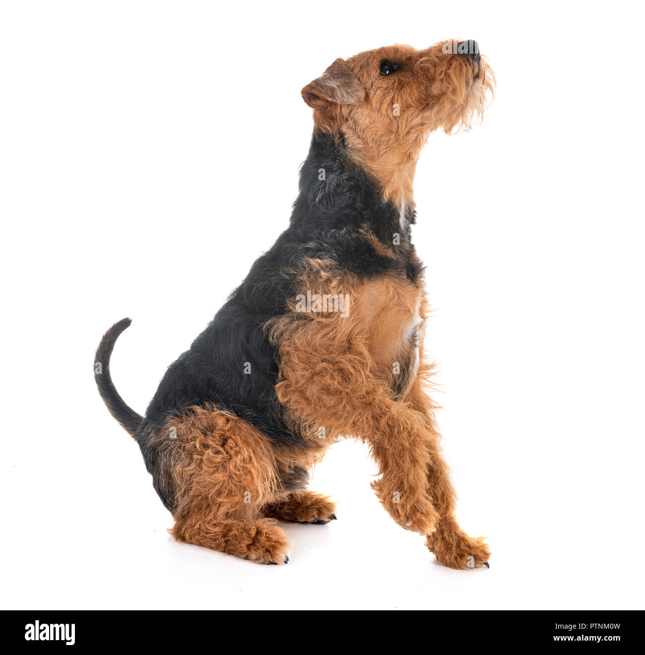 welsh terrier in front of white background Stock Photo - Alamy
