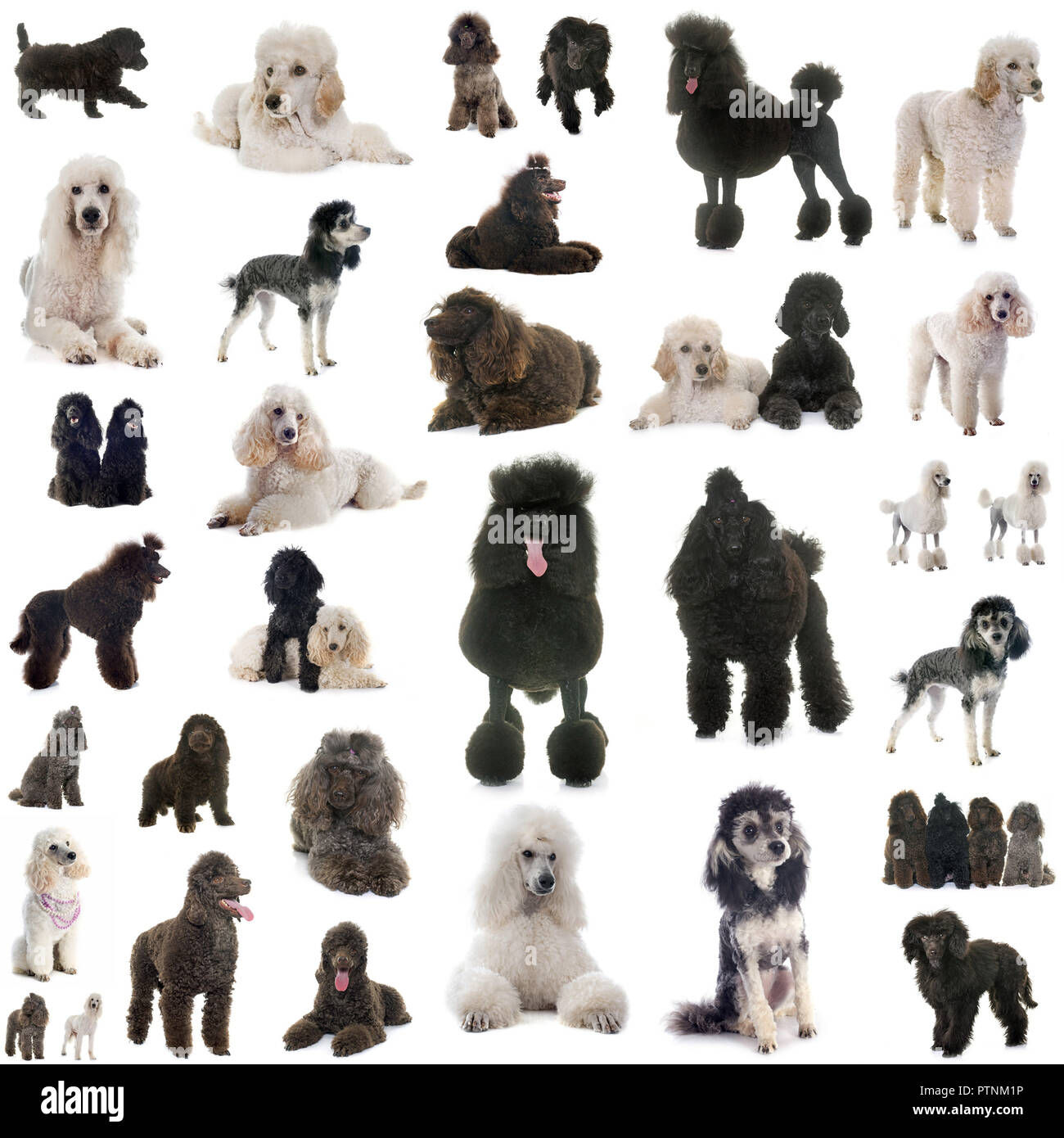 group of poodles in front of white background Stock Photo - Alamy