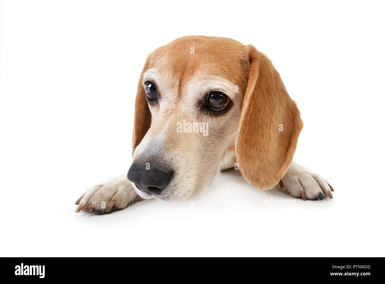 Sad beagle Cut Out Stock Images & Pictures - Alamy