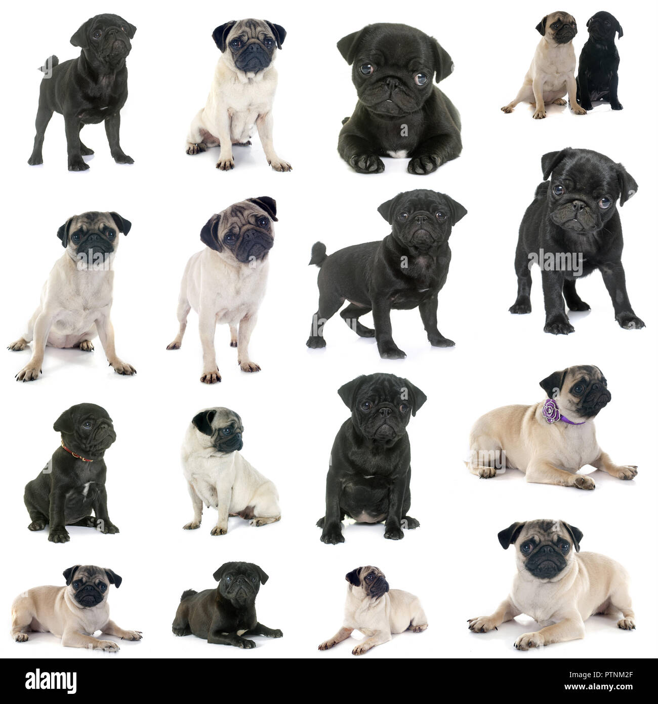 group of pugs in front of white background Stock Photo - Alamy