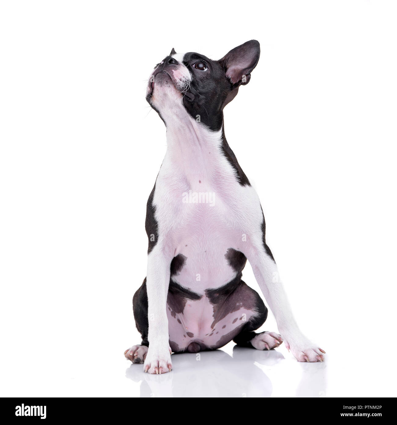 Boston terrier sitting studio hi-res stock photography and images - Alamy