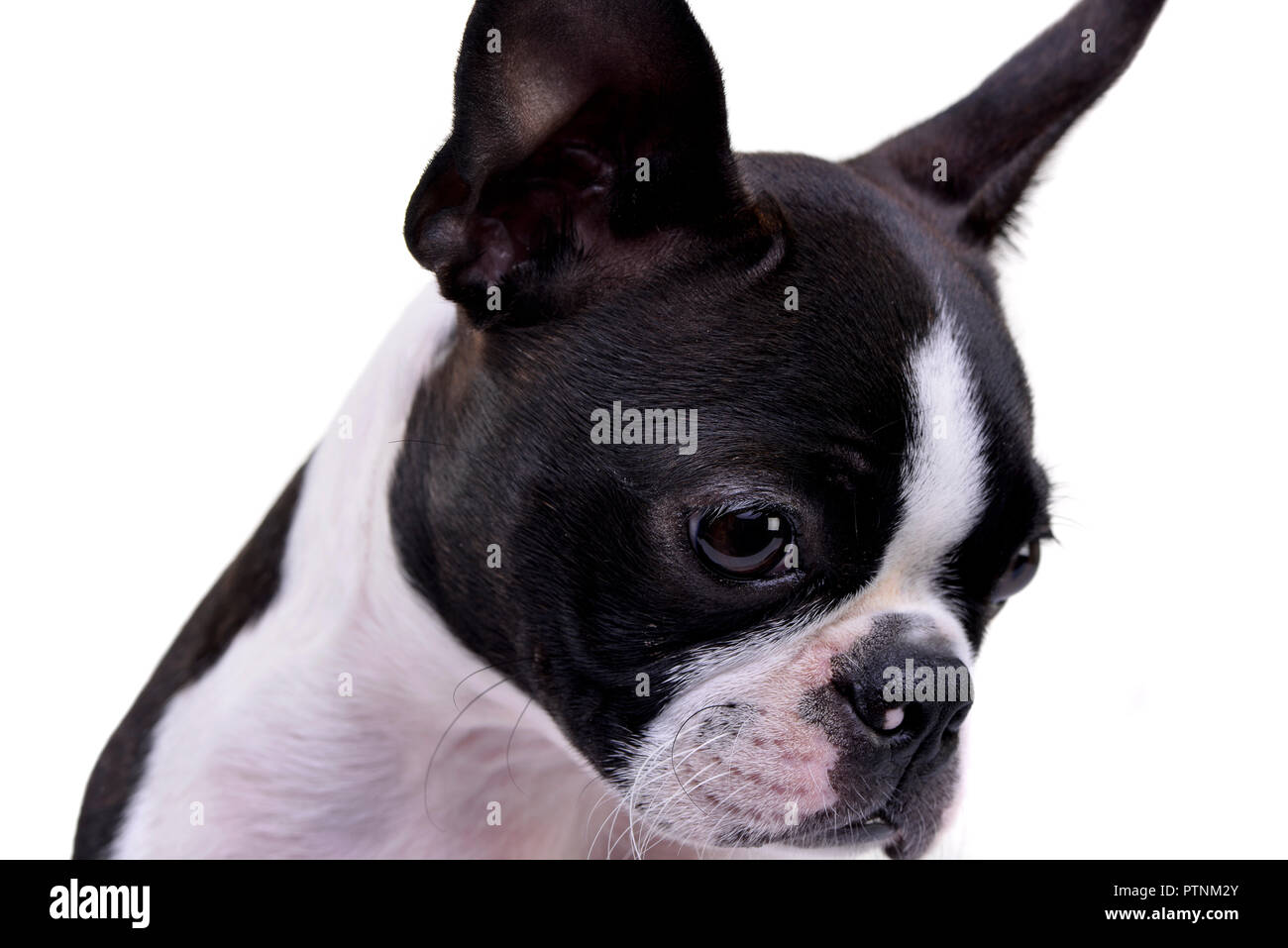 Portrait of an adorable Boston Terrier - studio shot, isolated on white ...