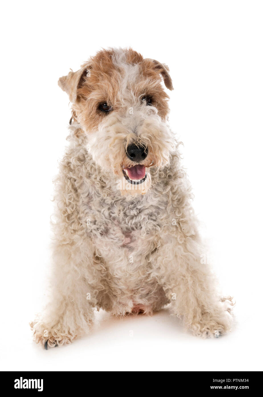 fox terrier in front of white background Stock Photo - Alamy