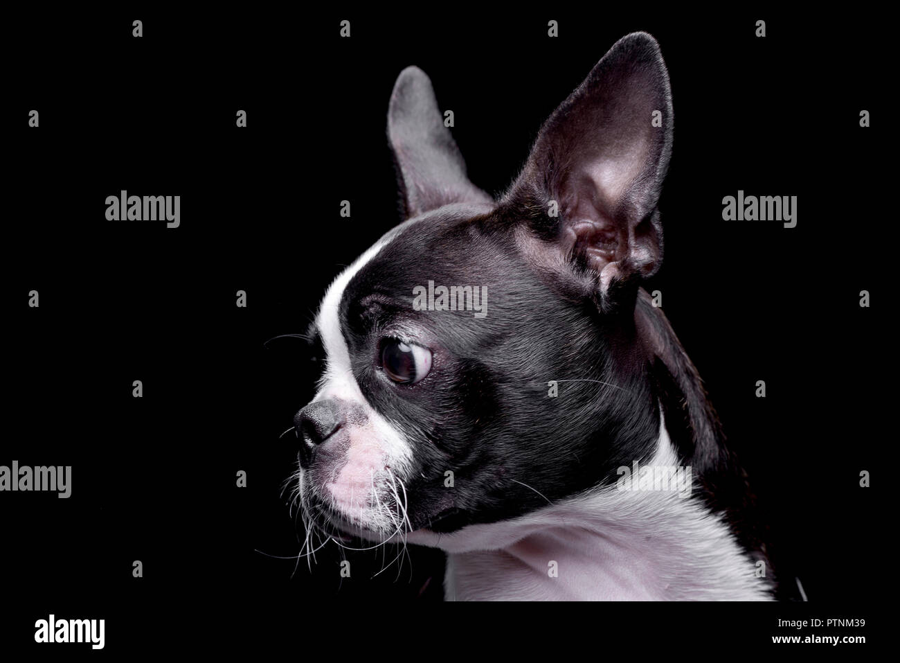 Portrait of an adorable Boston Terrier - studio shot, isolated on black ...