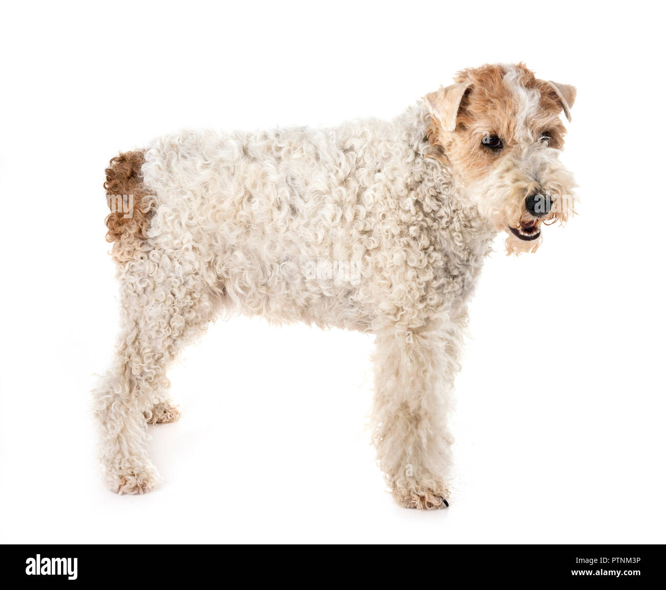 fox terrier in front of white background Stock Photo - Alamy