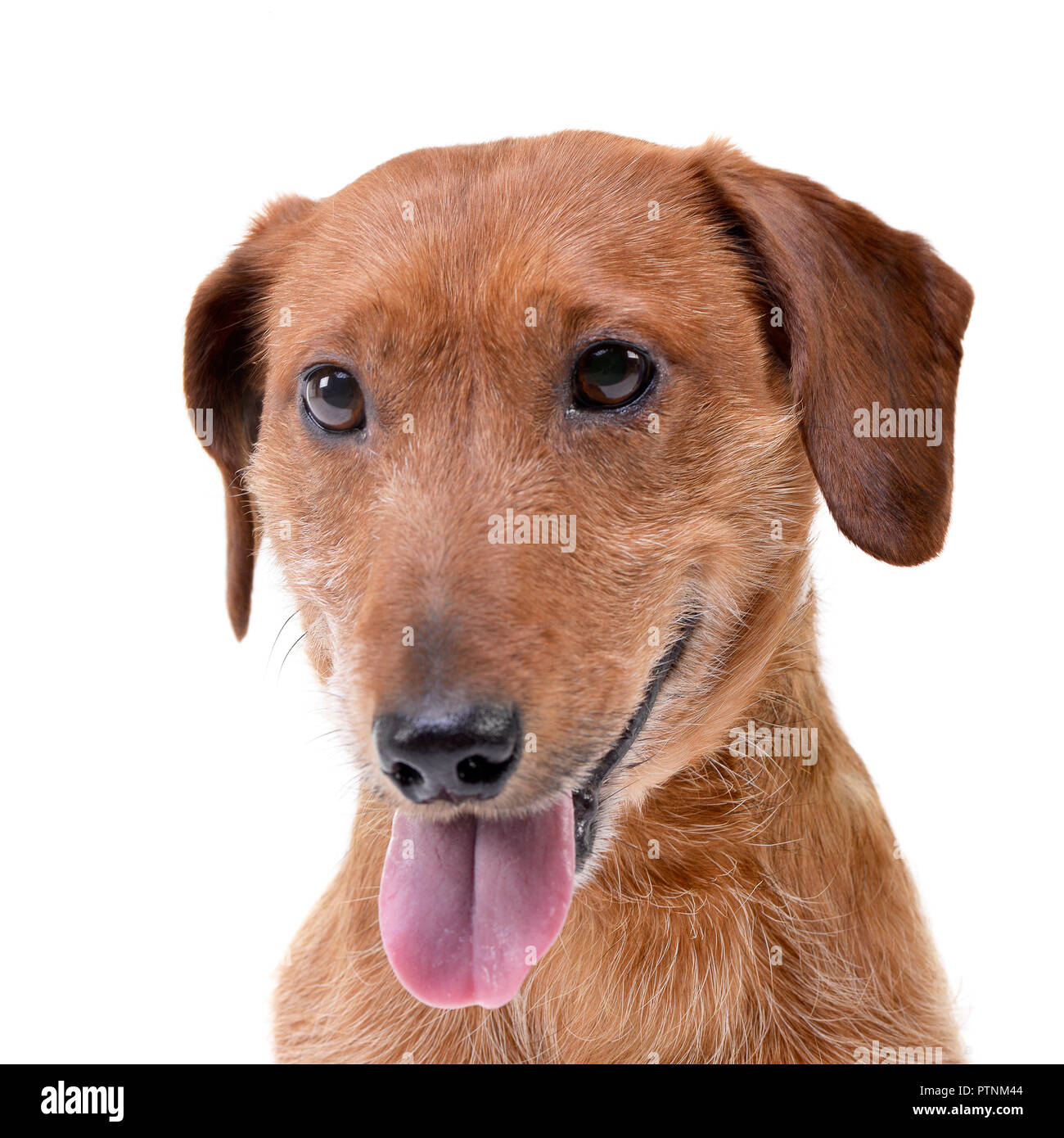 Portrait of an adorable mixed breed dog - studio shot, isolated on ...