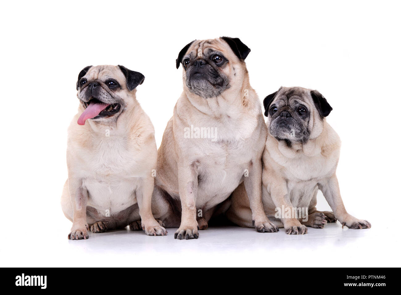 Three Mops High Resolution Stock Photography and Images - Alamy