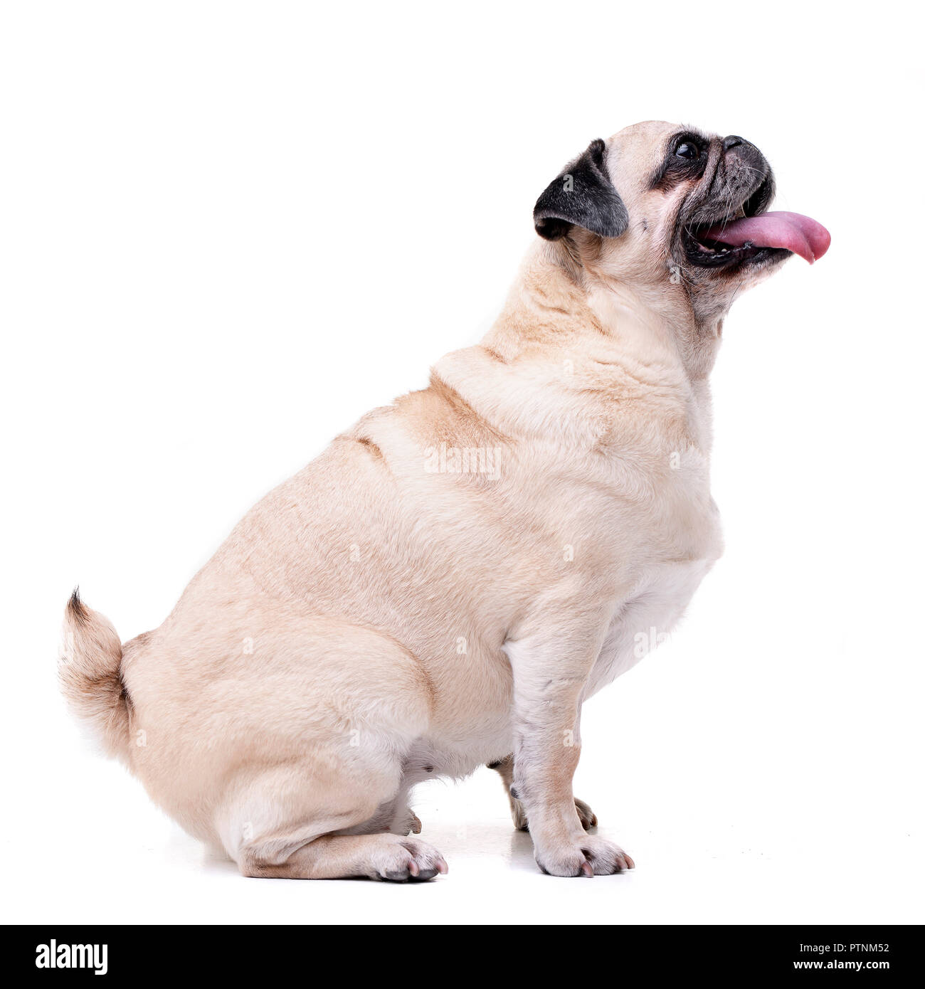 Pug tail Cut Out Stock Images & Pictures - Alamy