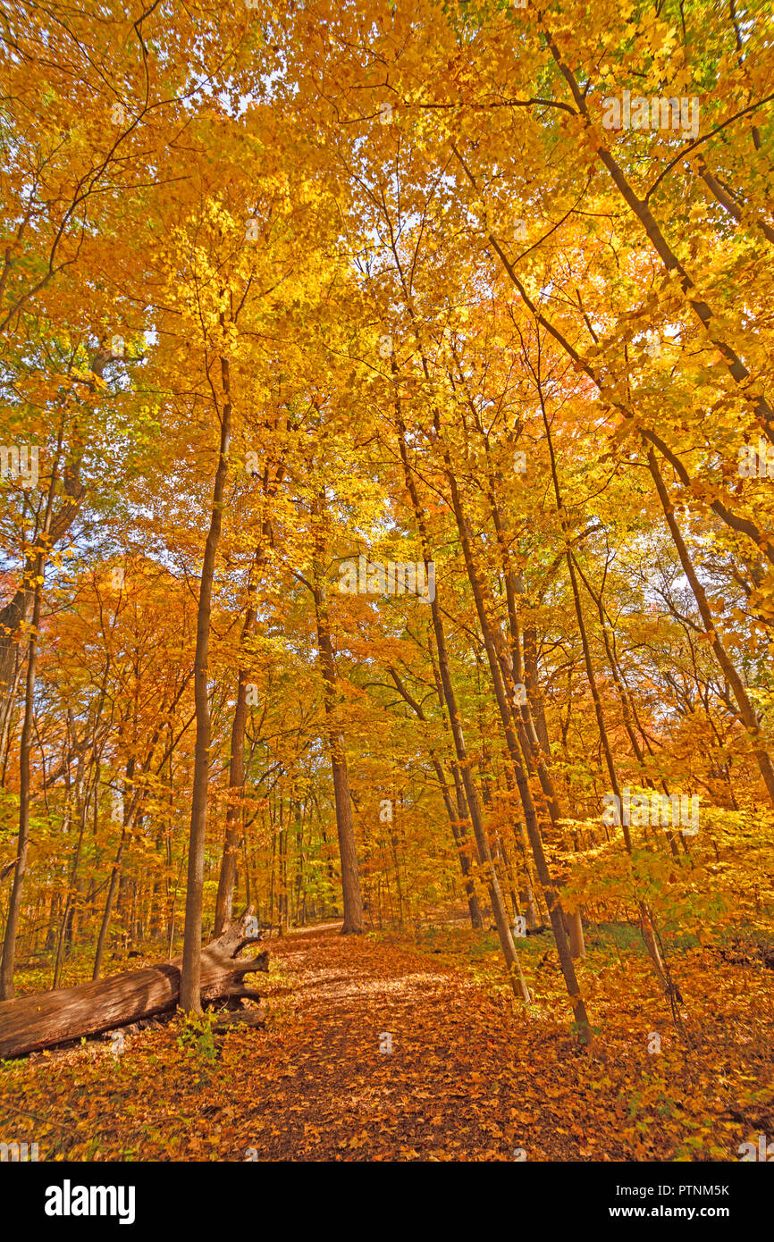 Fall Tree Canopy over a Secluded Path in Morton Arboretum in Lisle ...