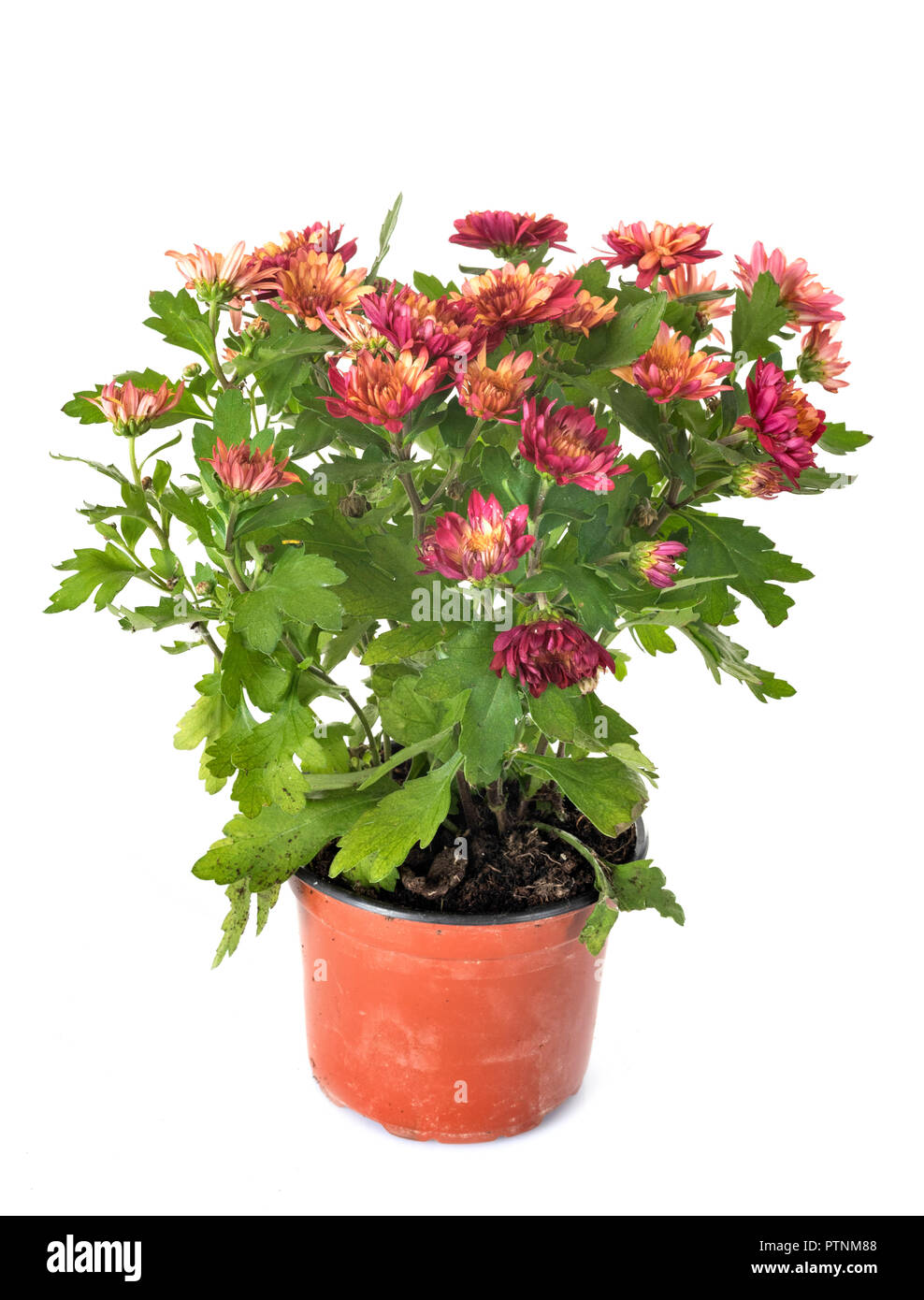 Chrysanthemum potted plant in front of white background Stock Photo - Alamy
